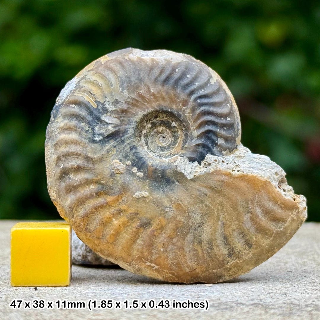 Fossil Ammonite - Oppelia Fallax - Jurassic Coast, Burton Bradstock ...