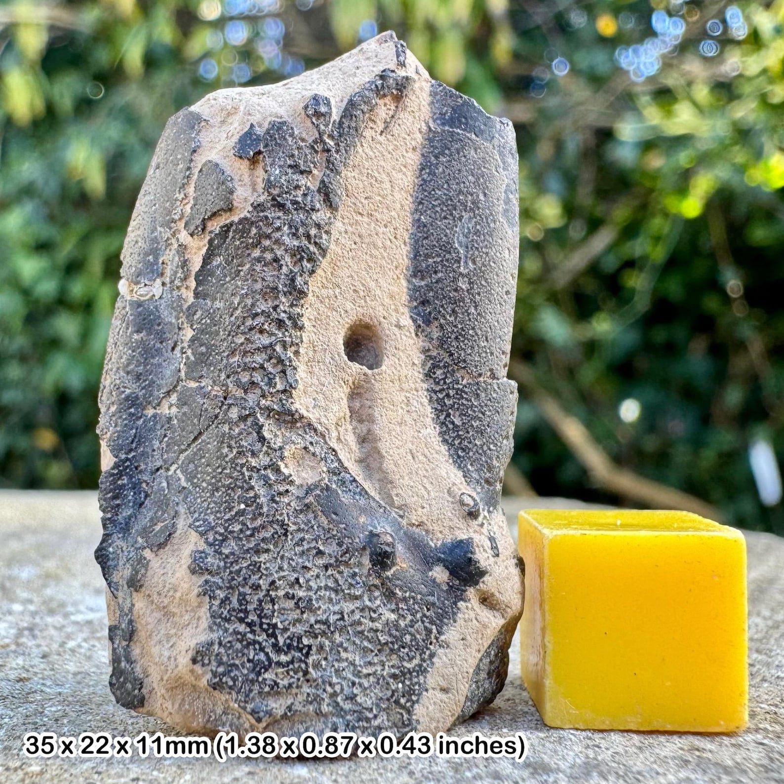 Rare Hoploparia Gammaroides Lobster Fossil – London Clay, Eocene ...