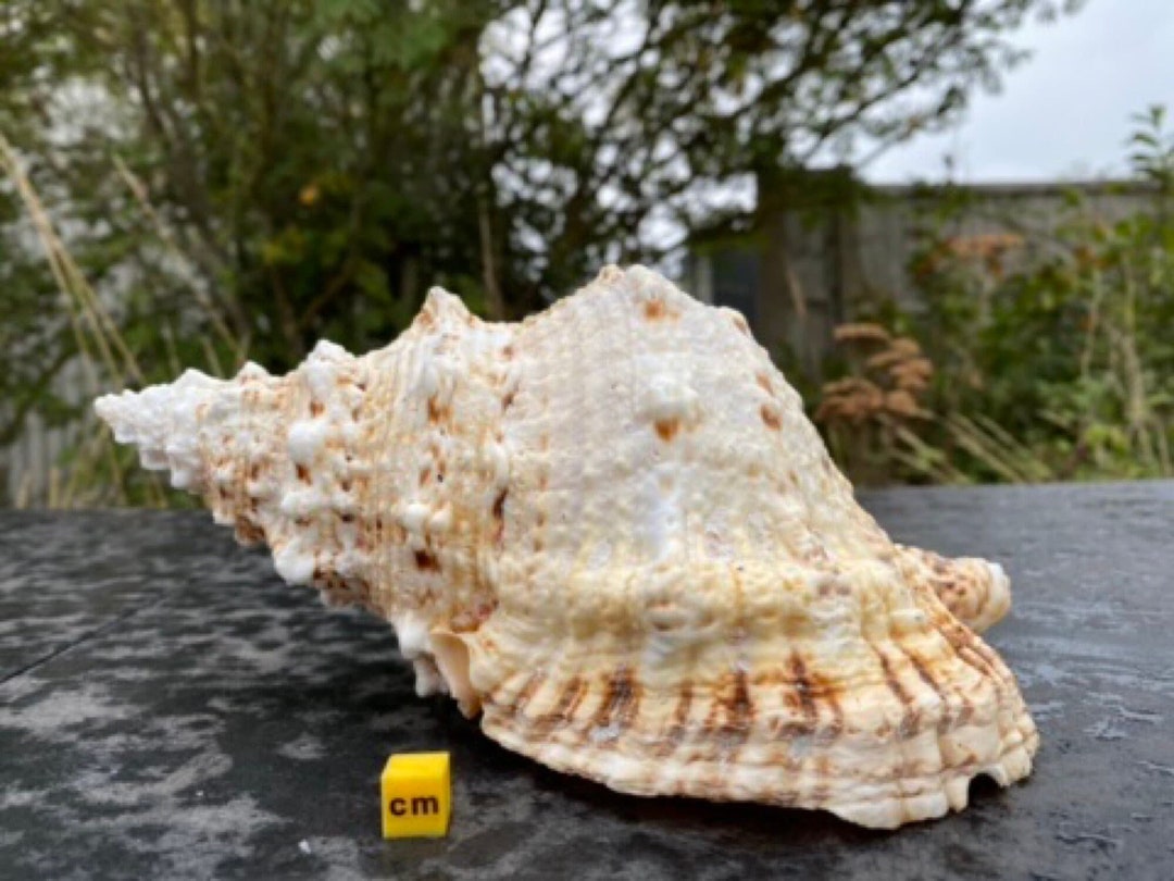 Genuine Natural Bursa Bubo Frog Seashell Marine Gastropod - Etsy