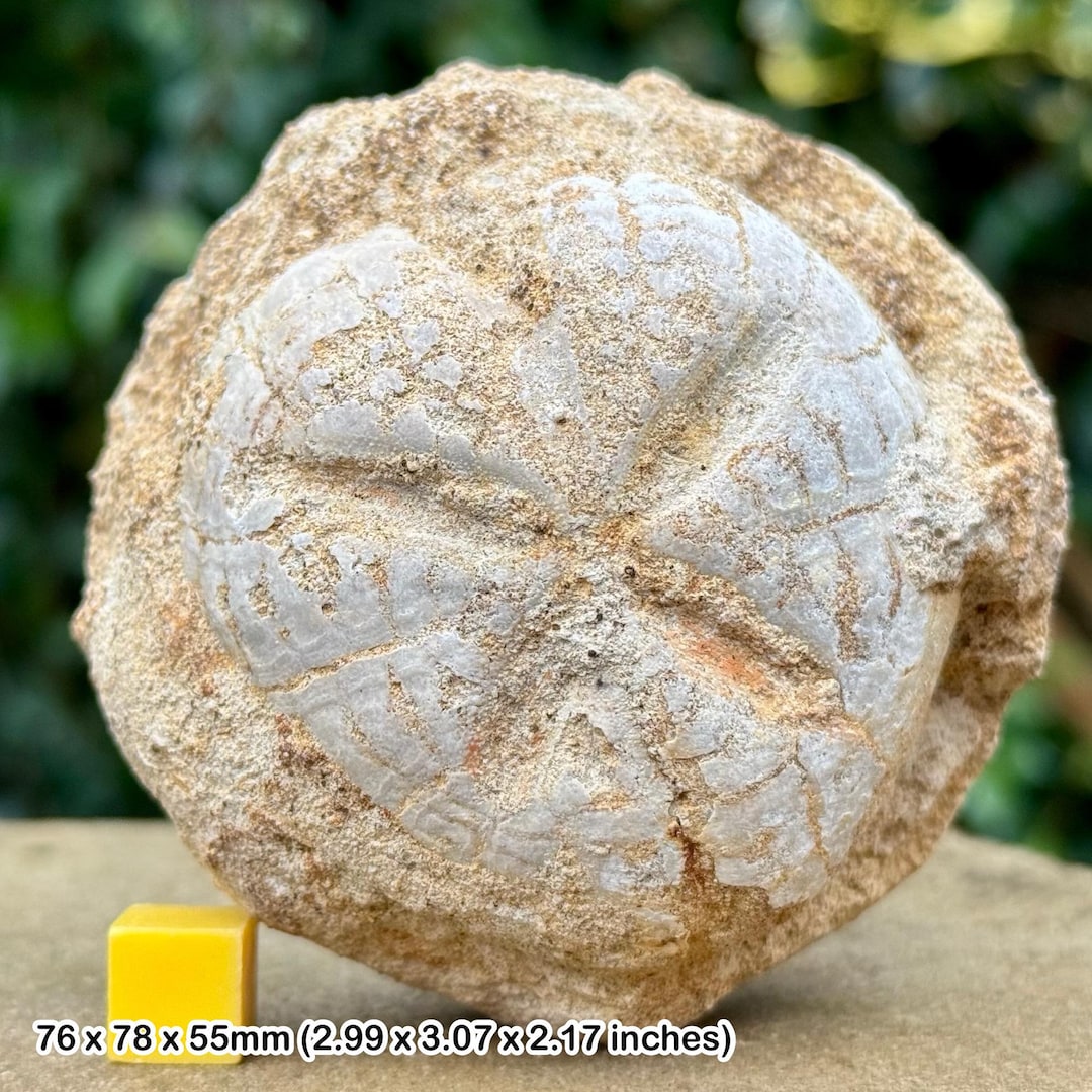 Genuine Miocene Echinoid Fossil (sea Urchin), West Java, Indonesia ...