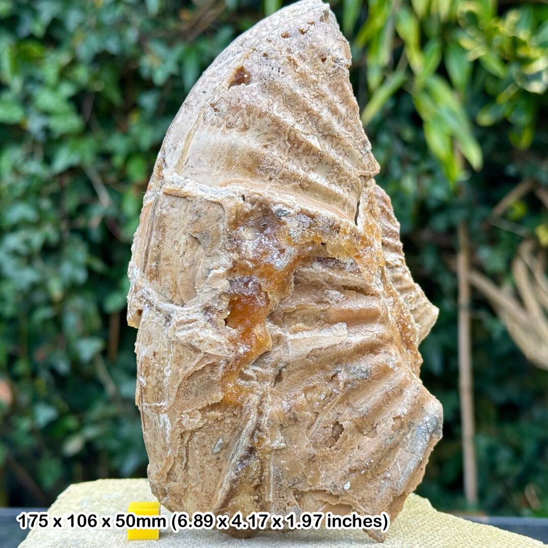 Genuine Large Calcite Asteroceras Stellare Ammonite Chunk - Jurassic ...