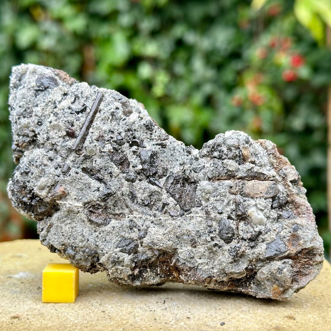 Fossil Bone Bed Reptiles Teeth & Coprolite Bed Collection - Etsy