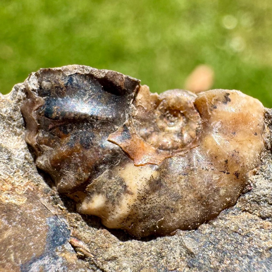 Very Rare Fossil Ammonite Sphenodiscus Lobatus – Fox Hills Formation ...
