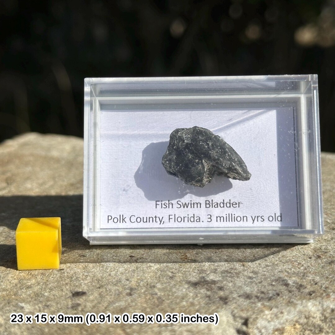 Fossil Fish Swim Bladder, Polk County, Florida, Usa, Pliocene Age - Etsy