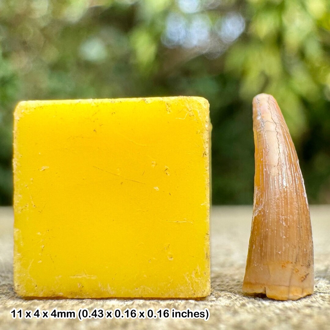 Rare Teleosaurus Fossil Tooth Crocodilian Jurassic Reptile Madagascar ...