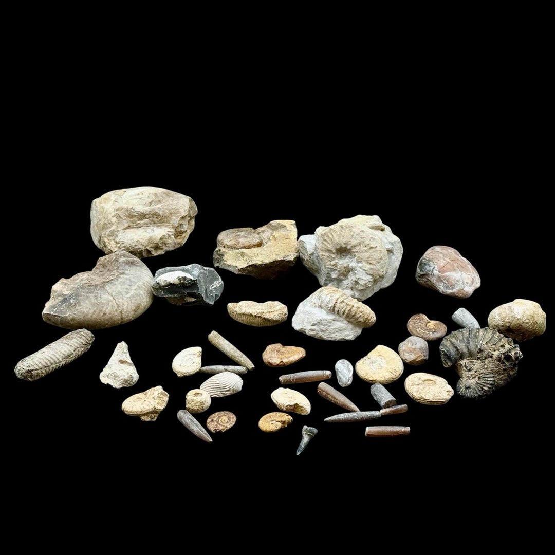 1kg British Fossil Mix X 36 | Jurassic Dorset & Somerset Fossils ...
