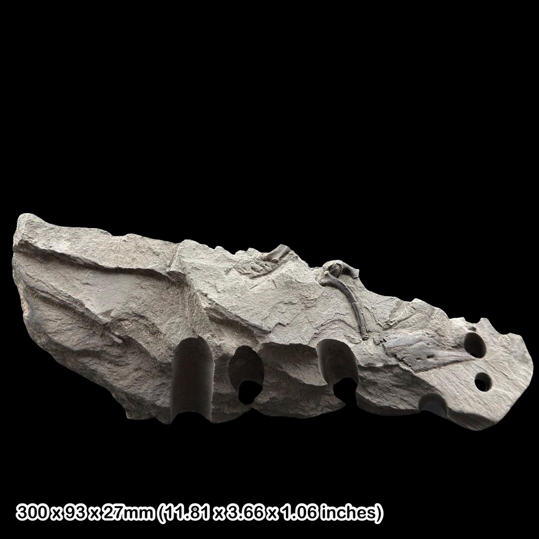 Ichthyosaur Bone Fossil Jurassic Coast Lyme Regis Dorset Uk Black Ven ...