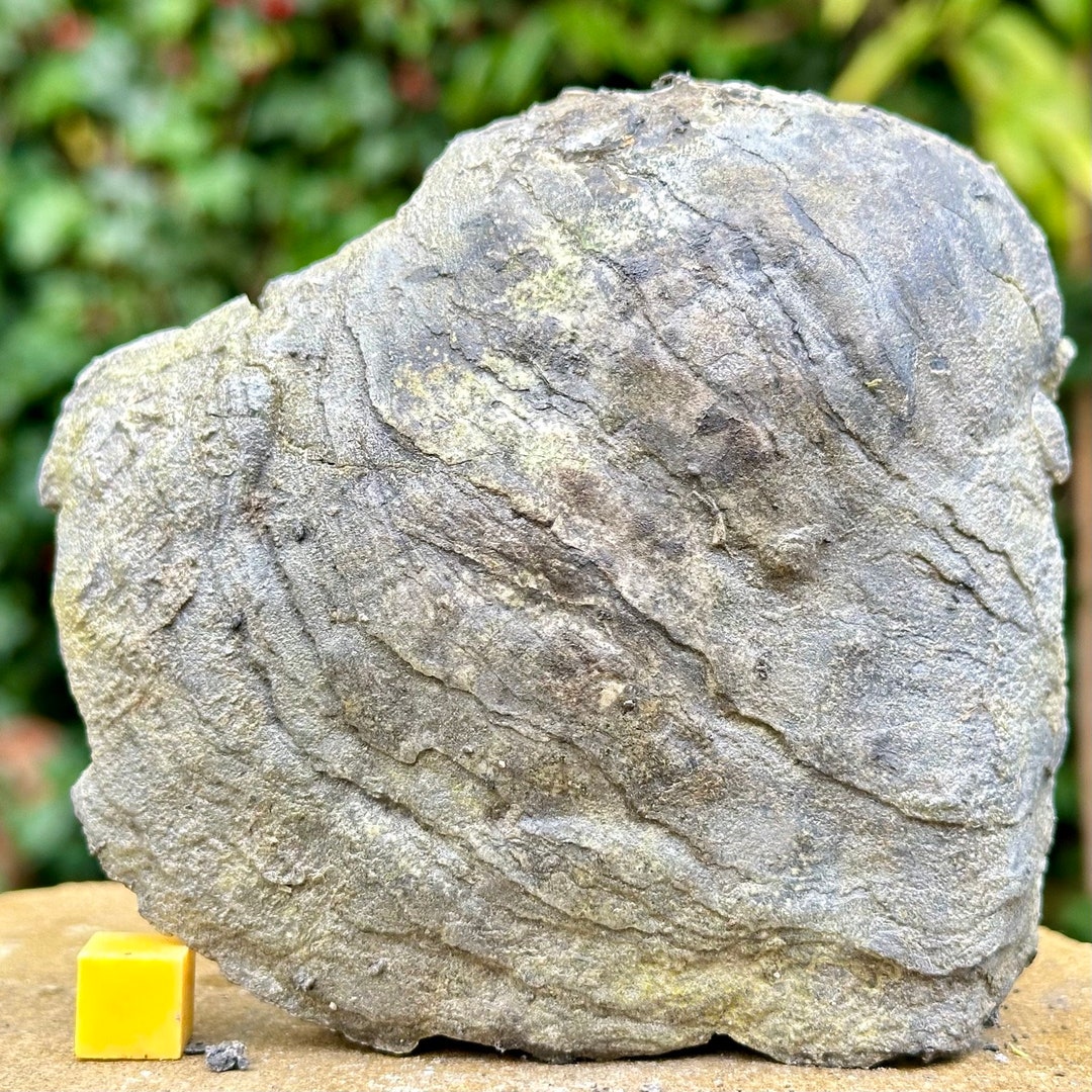 Giant Gryphaea Fossil Bivalve Oxford Clay Redcliff Point - Etsy