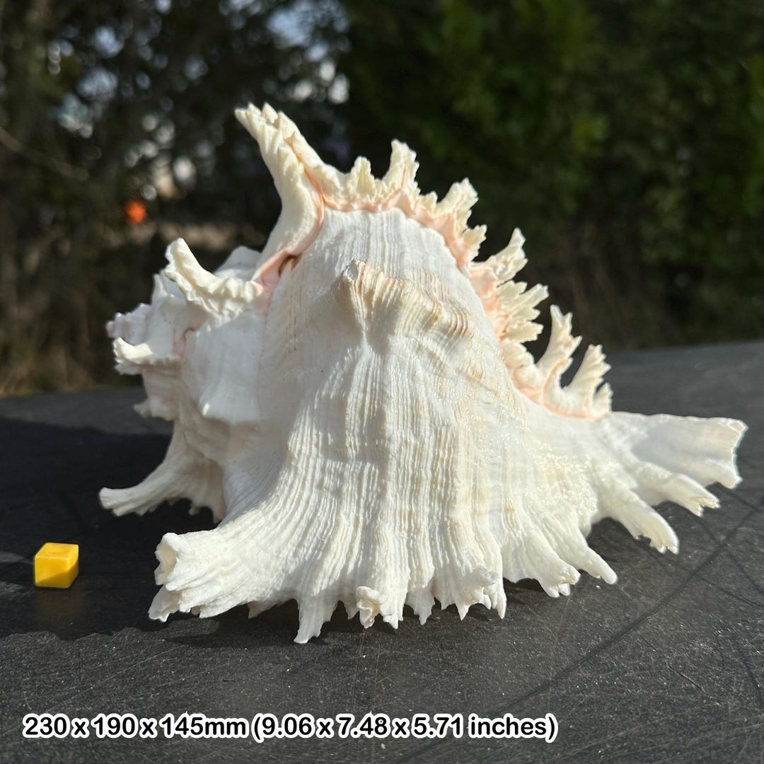 White Murex Giant Seashell Genuine Shell for Arts, Weddings, Crafts ...