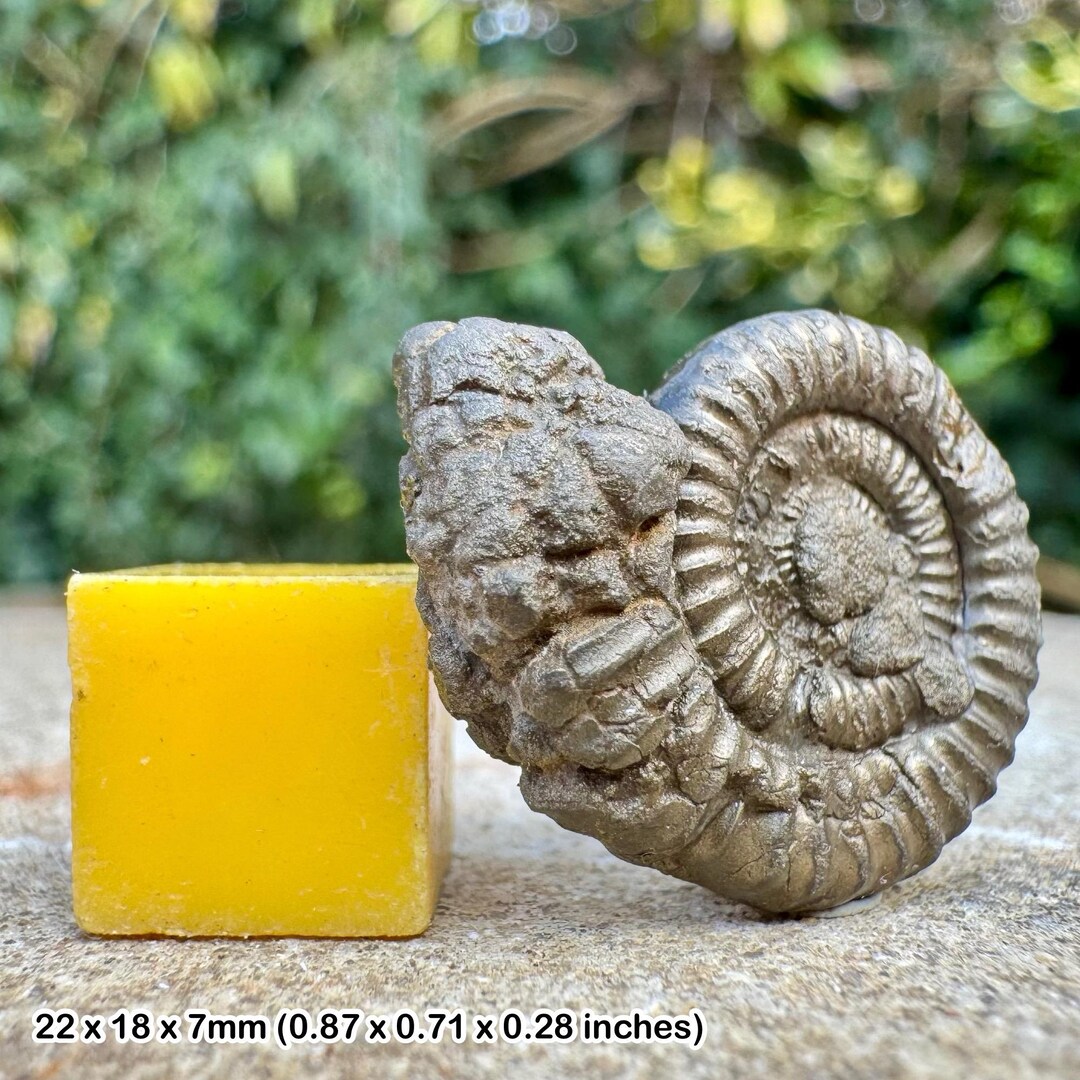 Promicroceras Golden Pyrite Ammonite Fossil With Fossilized Worm Tube ...