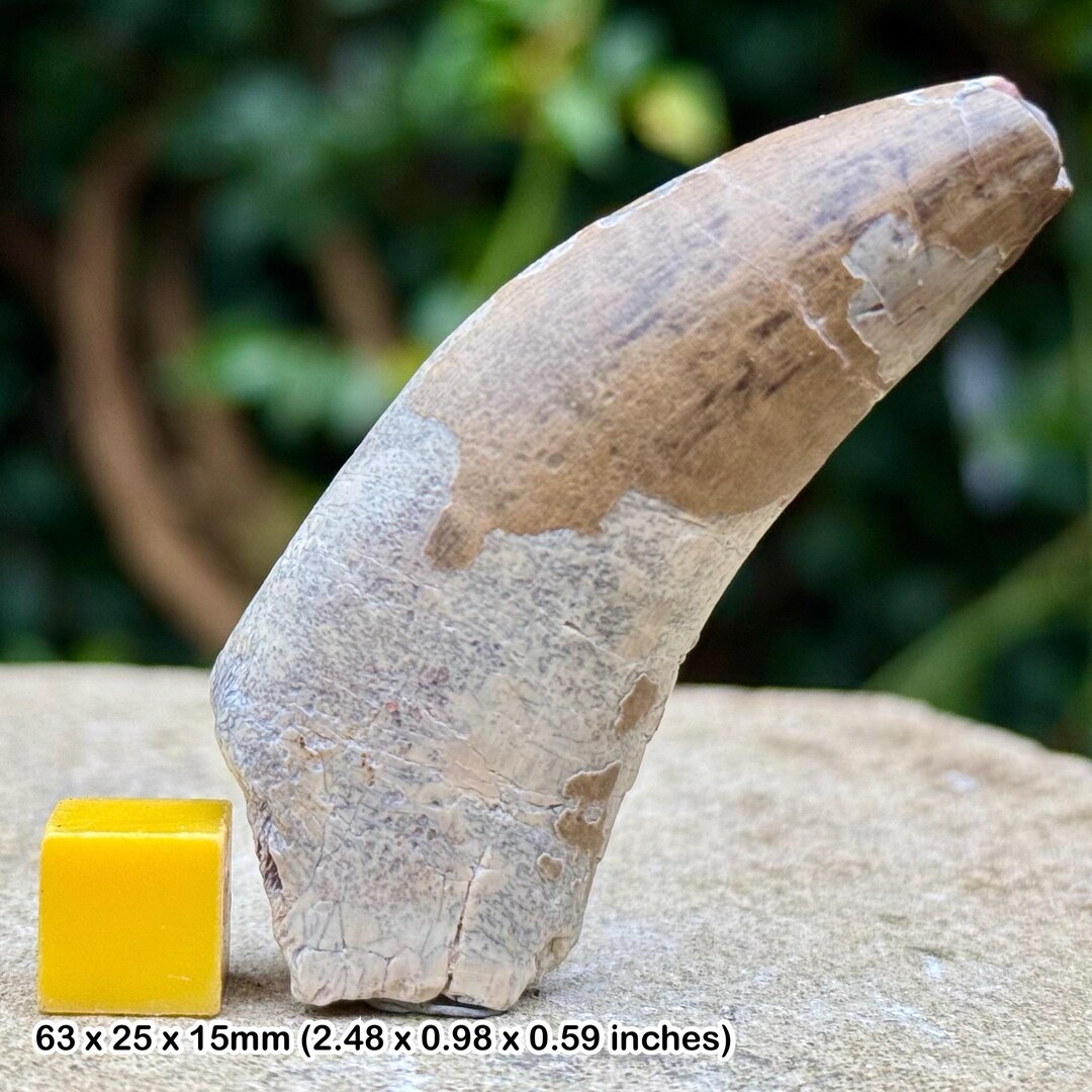Megalosaur Dinosaur Tooth Fossil - Grade A, Cretaceous, Elrhaz ...
