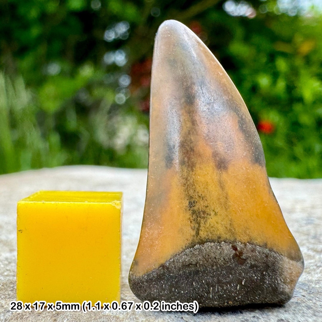 Fossil Great White Shark Ancestor Tooth Pliocene Red Crag, Suffolk, Uk ...