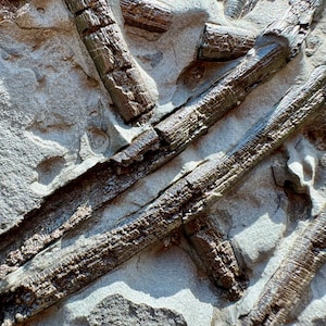 Authentic Ichthyosaur Rib Fossil Slab Lower Lias Jurassic Hinkey Point ...