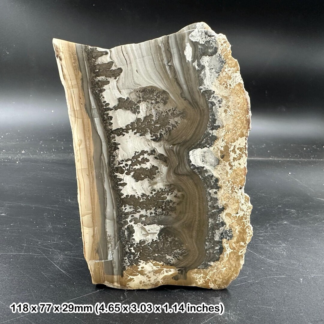 Stromatolite Fossil Section – Cotham Marble, Triassic Period – Bristol ...