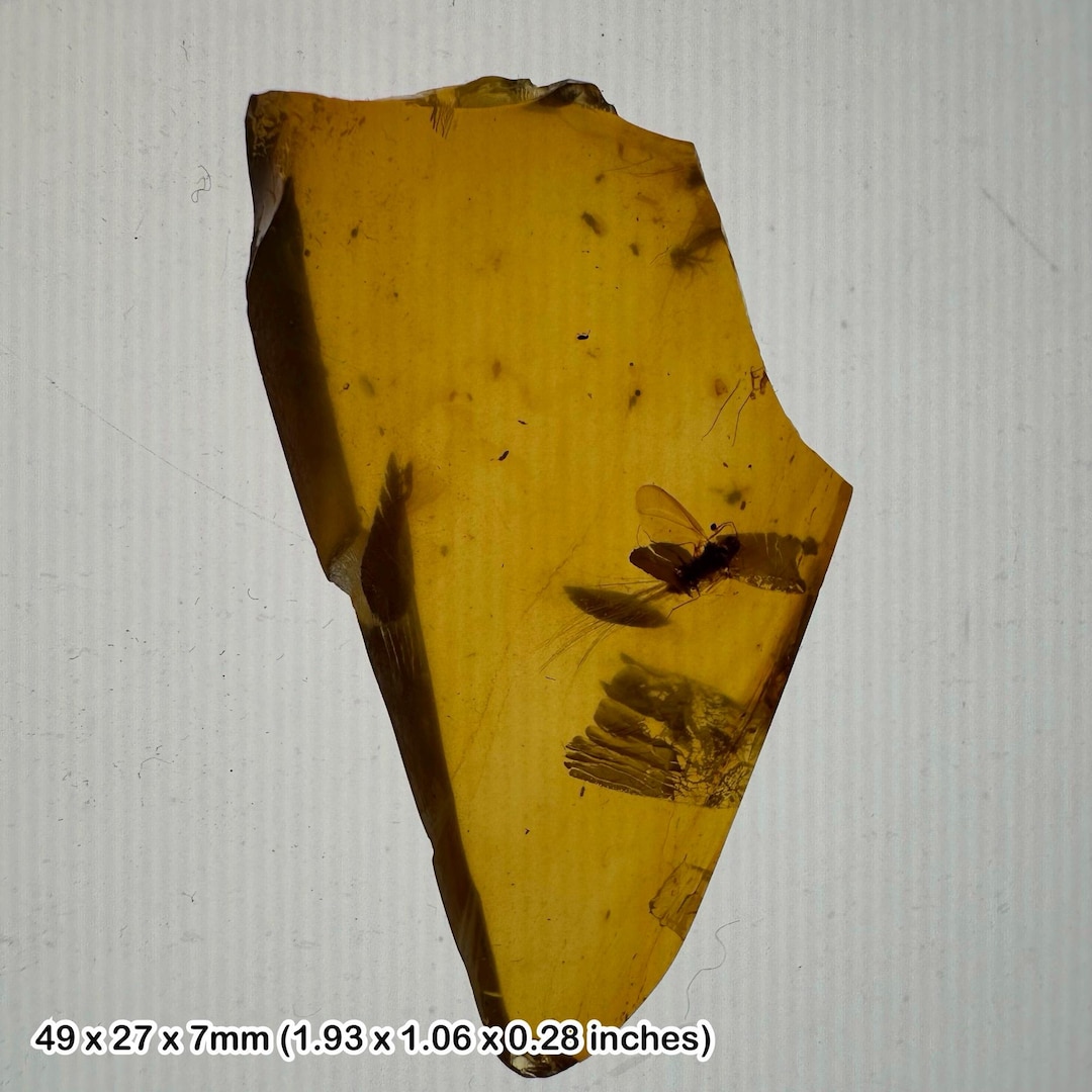 Burmese Cretaceous Amber With Fly Insect and Inclusions, Uv Fluorescent ...