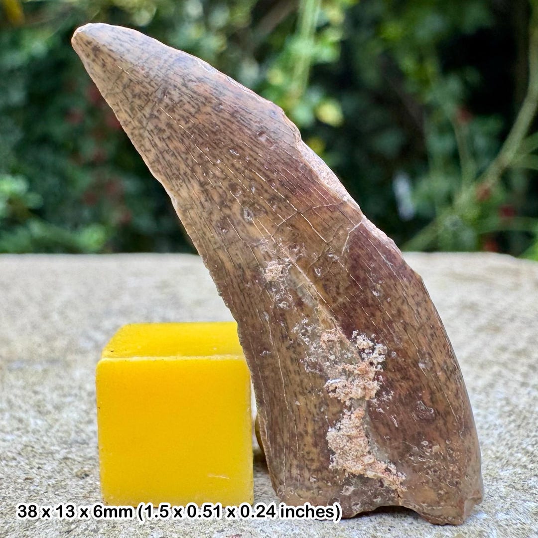 Megalosaur Dinosaur Tooth Fossil - Grade A, Cretaceous, Elrhaz ...
