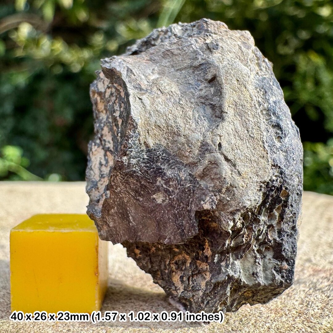 Rare British Dinosaur Bone Fossil Cretaceous, Weald Clay, Smokejacks ...