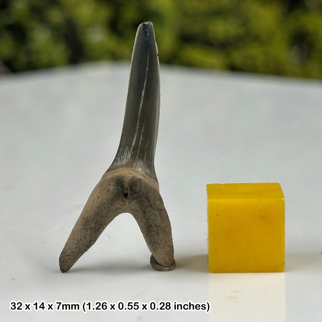 Fossil Sand Tiger Shark Tooth, Beltinge (herne Bay), Eocene, Kent, Uk ...