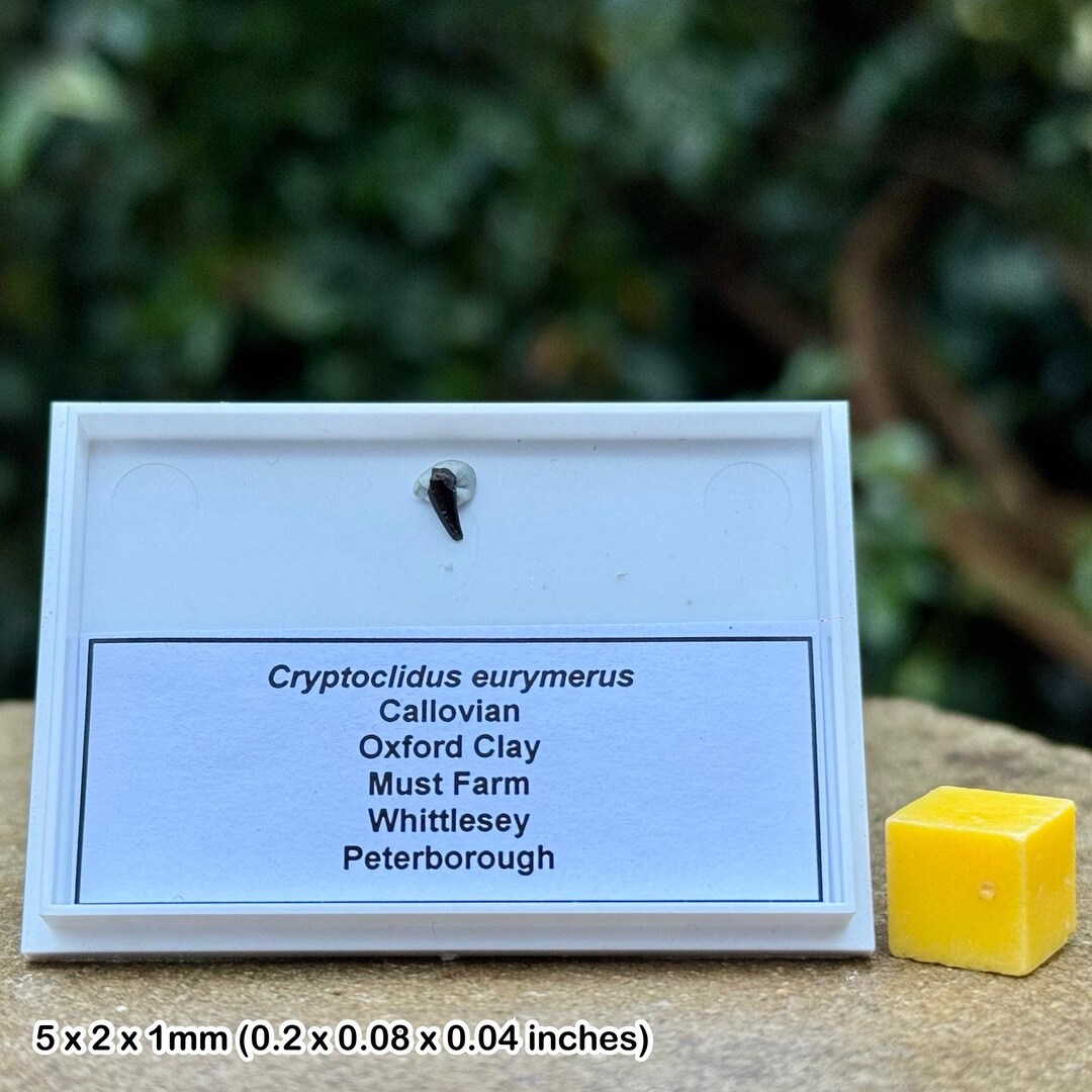 Rare Plesiosaur Tooth Fossil (cryptoclidus Eurymerus), Jurassic Era ...