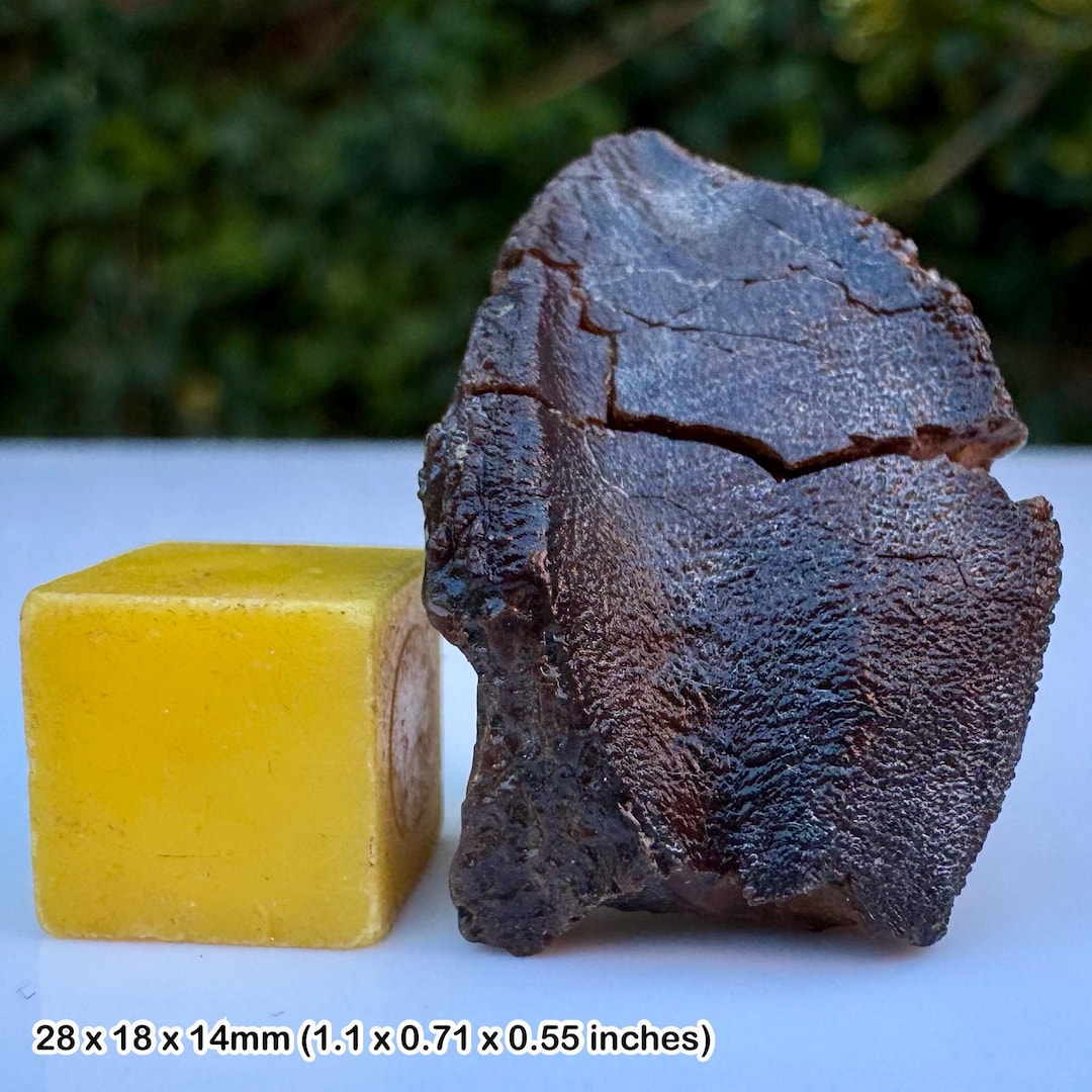 Genuine Triceratops Tooth Fossil, Hell Creek Formation (certificate ...