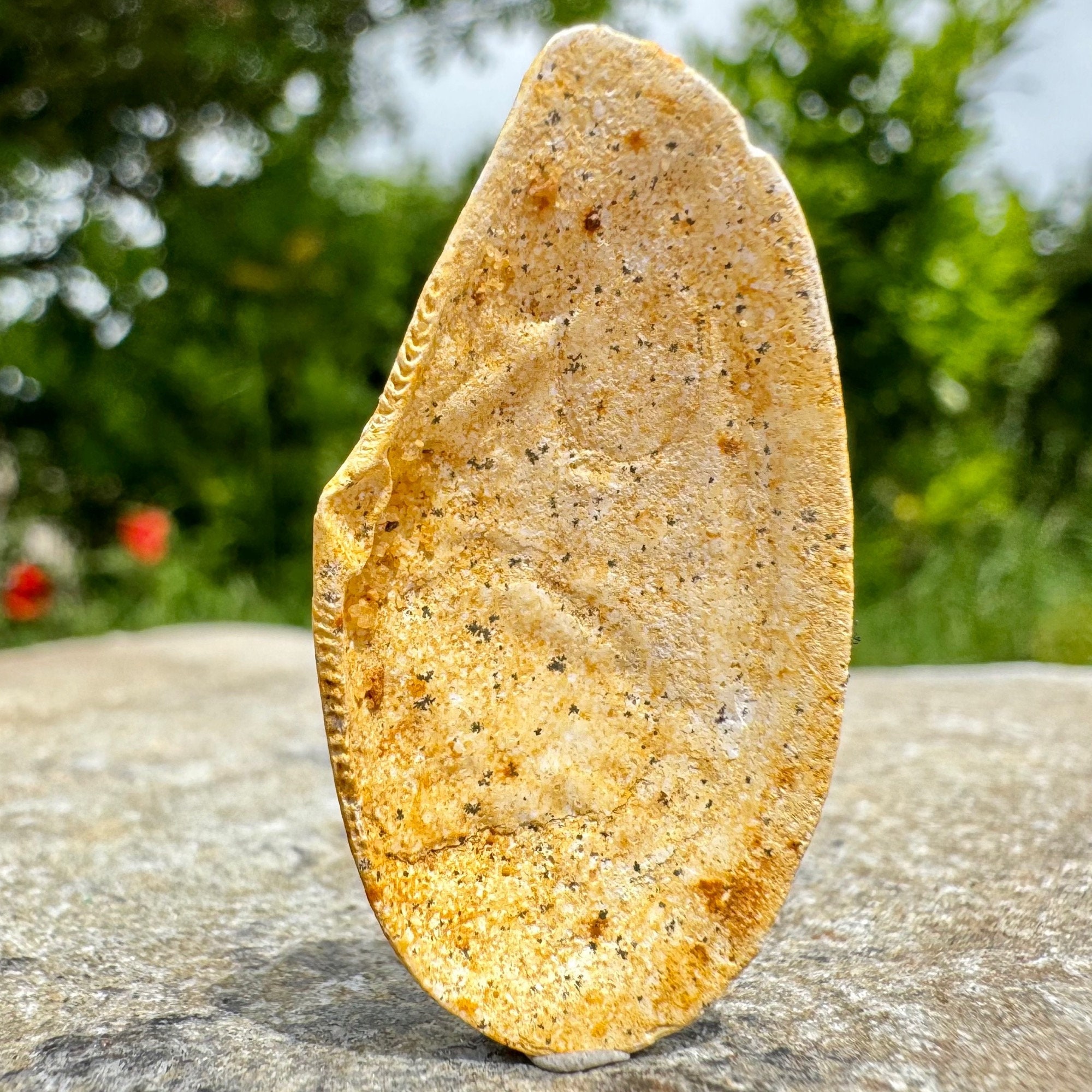 Rare Yoldia Oblongoides Bivalve Fossil Pliocene Norwich Crag Formation ...