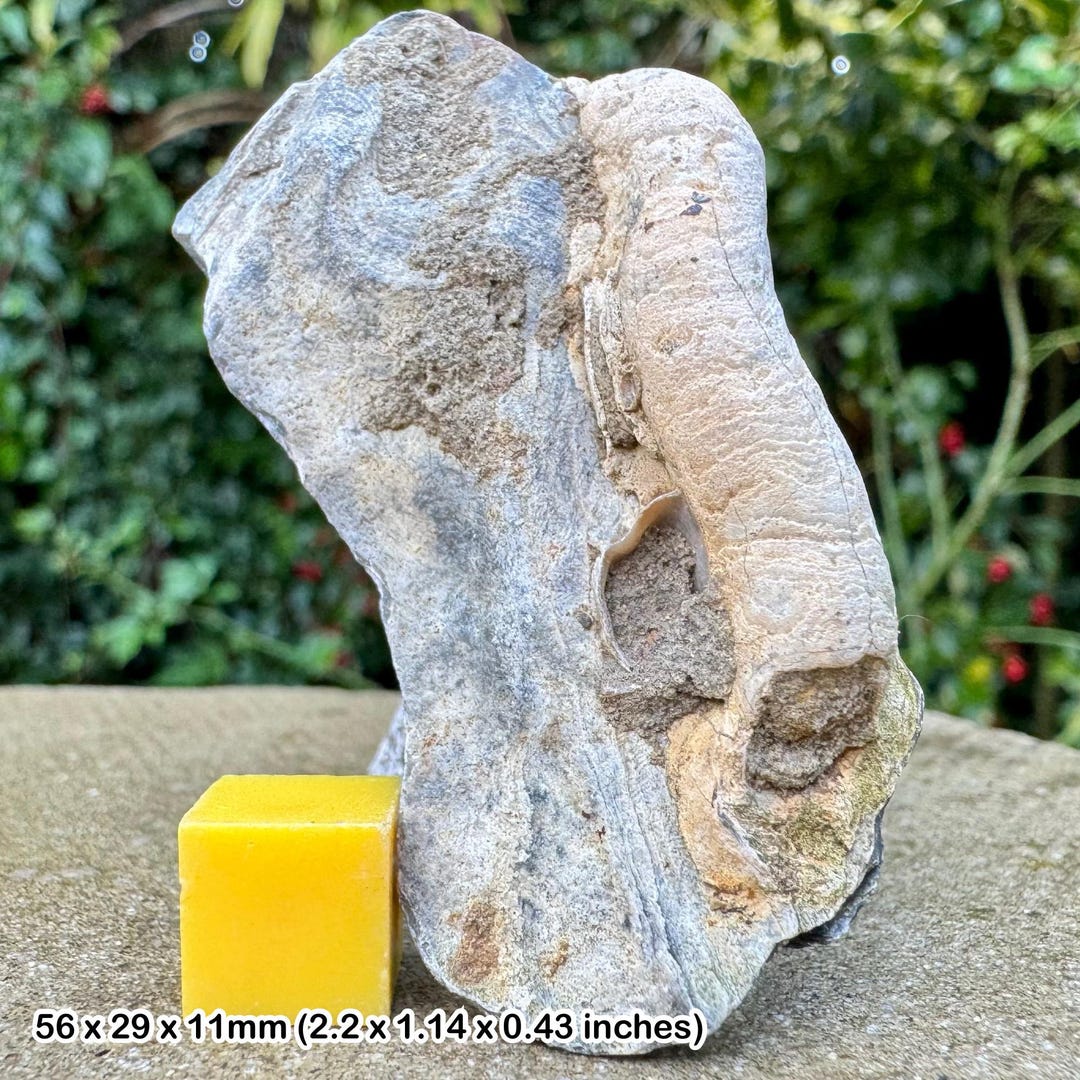 Fossil Worm Tube Serpulid Cycloserpula Intestinalis, Jurassic ...