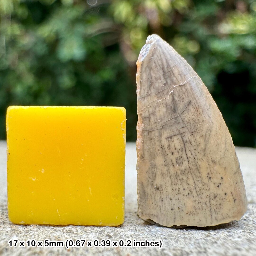 Authentic Kryptops Dinosaur Tooth Fossil - Abelisaurid | Elrhaz ...