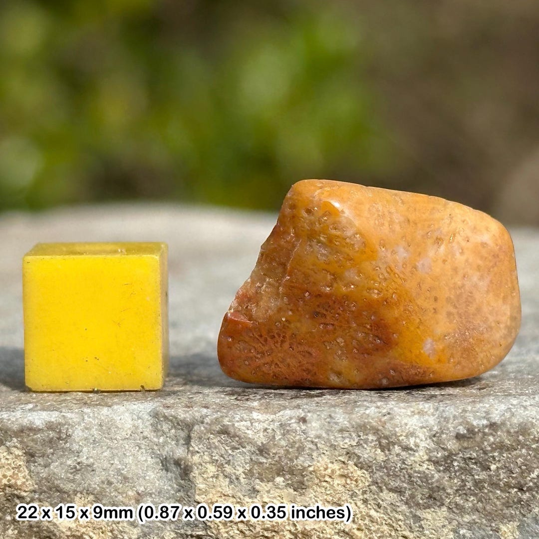 Polished Fossil Coral Tumble Stone From Indonesia | Genuine Miocene ...