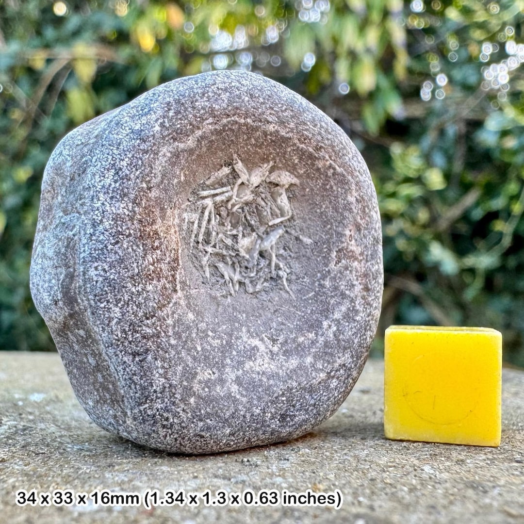 Ichthyosaur Vertebra Bone Fossil – Lower Jurassic, Black Ven Marls ...