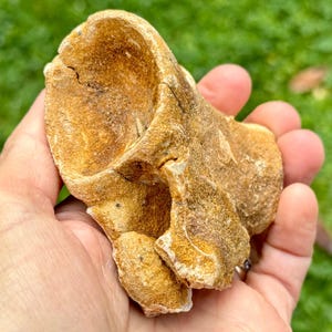 Authentic Spinosaurus Dinosaur Vertebrae Fossil Bone Kem Kem Beds ...