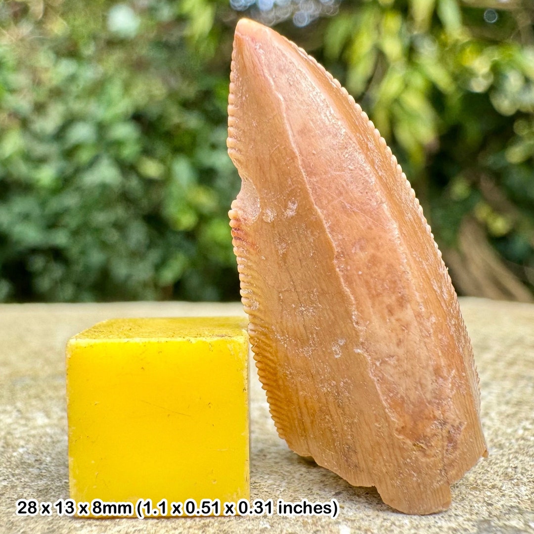 Authentic Megalosaurus Dinosaur Tooth Fossil Jurassic Madagascar W/ Coa ...