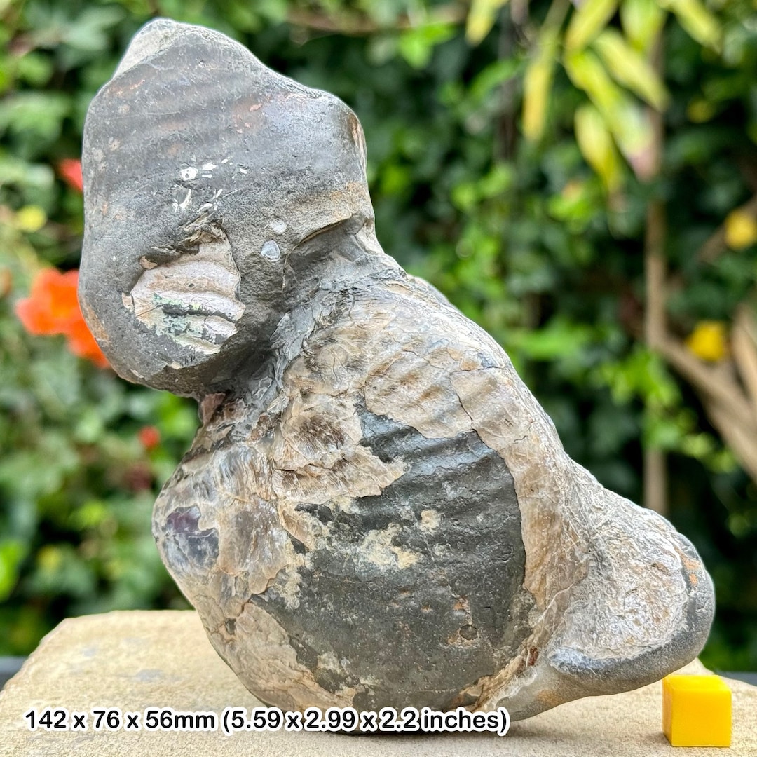 Placunopis Bivalve Fossil - Jurassic Kimmeridge Clay, Dorset, Uk | 100% ...