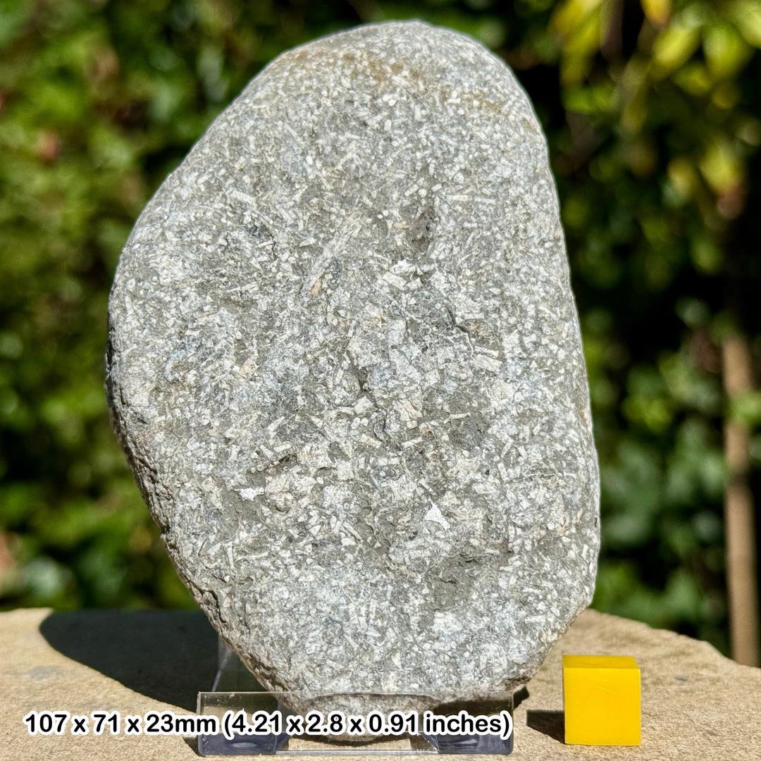 Jurassic Crinoid Star Slab Fossil on Stand - Charmouth, Uk - Authentic ...