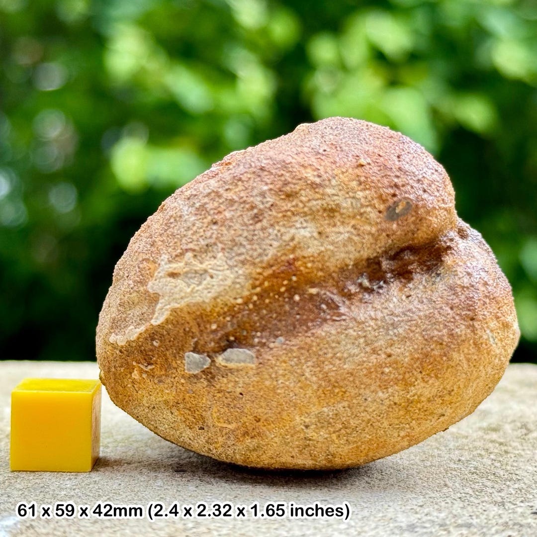 Rare Fossil Kellaways Bivalve - Jurassic Kellaways Formation, Maud ...