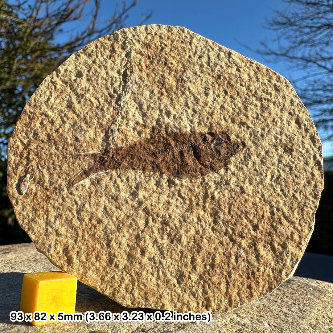 Knightia Alta Fossil Fish in Matrix – Genuine Eocene Fish Fossil From ...