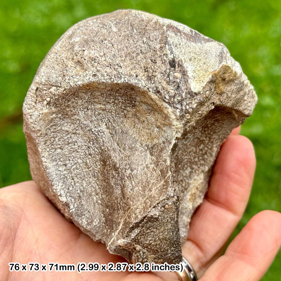 Rare Lapparentosaurus Dinosaur Femur Cap Bone Fossil, Isalo Iii B ...