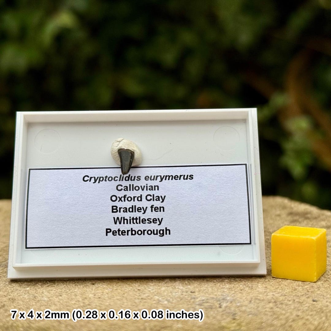 Rare Plesiosaur Tooth Fossil (cryptoclidus Eurymerus), Jurassic Era ...