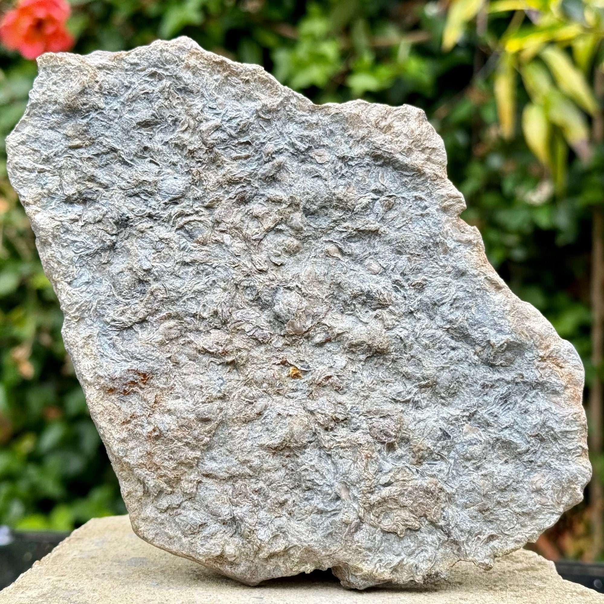 Rare Trace Fossil Burrows Jurassic Blue Lias, Watchet, Somerset ...