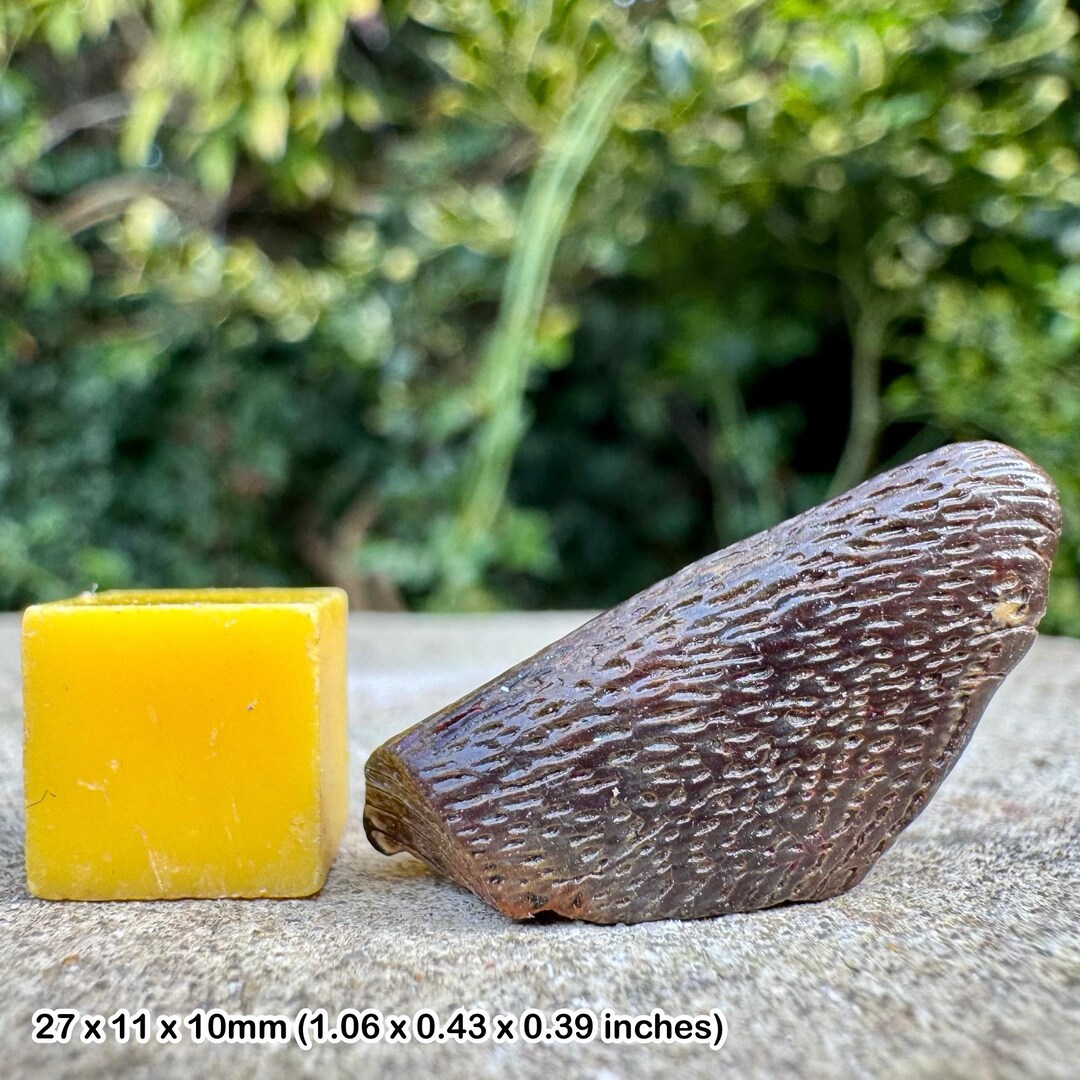 Rare Paleocene-eocene Fish Plate Fossil Oldhaven Beds, Beltinge, Kent ...