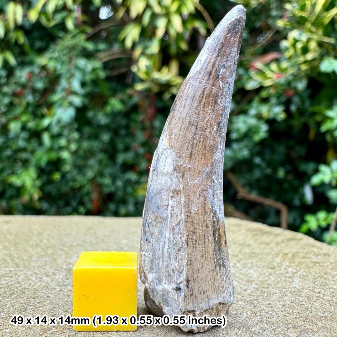 Sarcosuchus 'super Croc' Crocodile Tooth Fossil Cretaceous Period ...