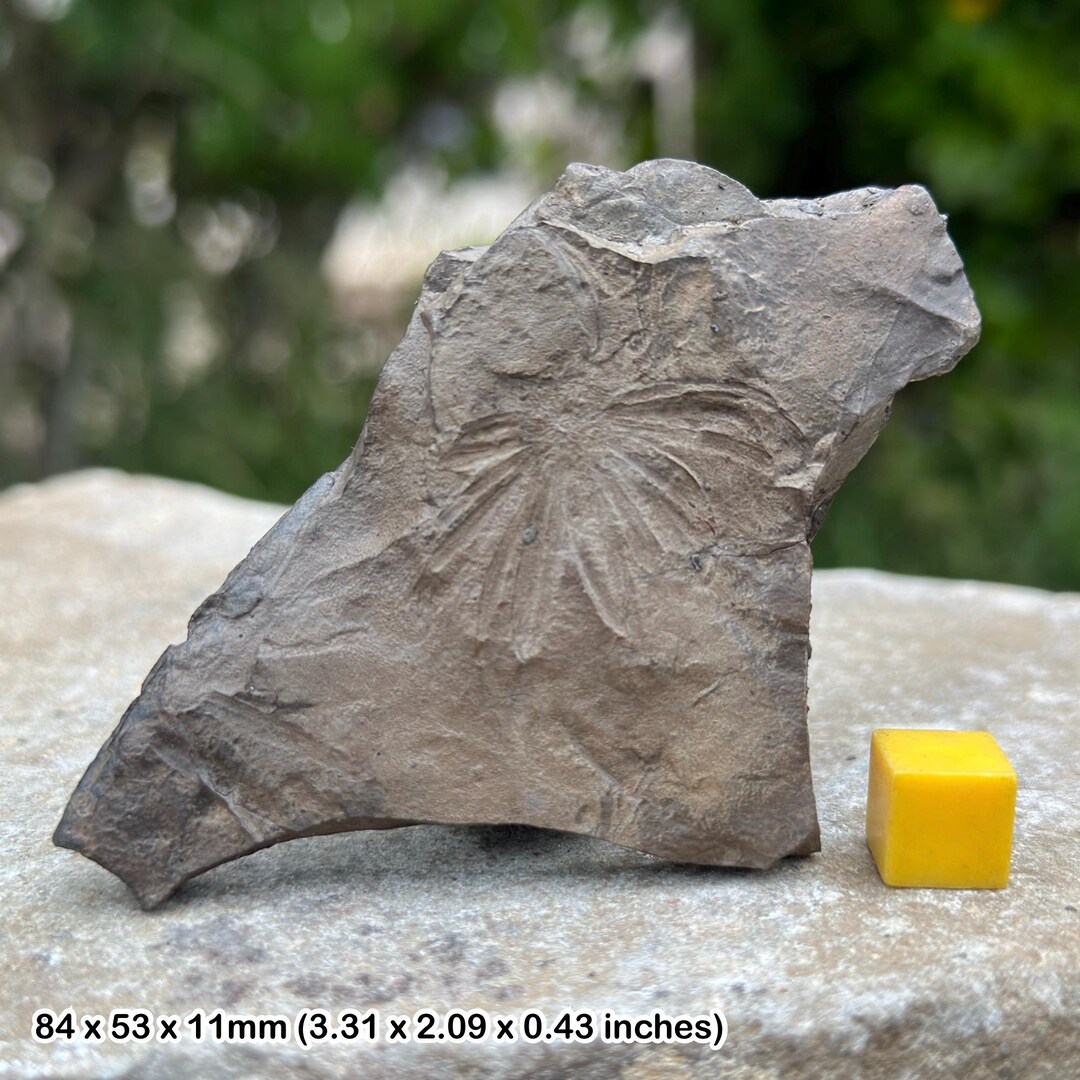 Rare Carboniferous Fossil Fern Plants - Authentic Uk Specimen From the ...