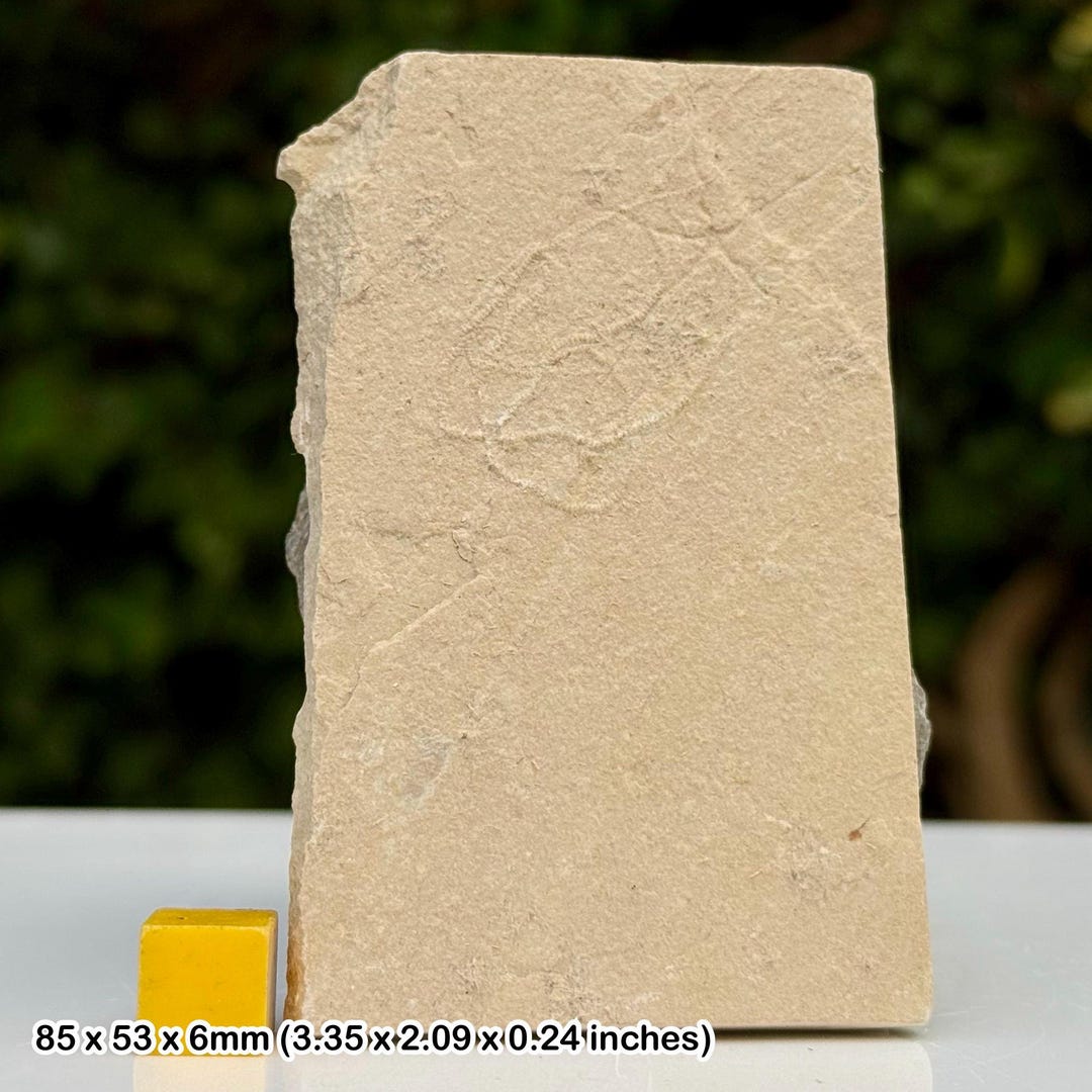 Geocoma Libanotica Fossil Brittle Star Cenomanian Upper Cretaceous ...