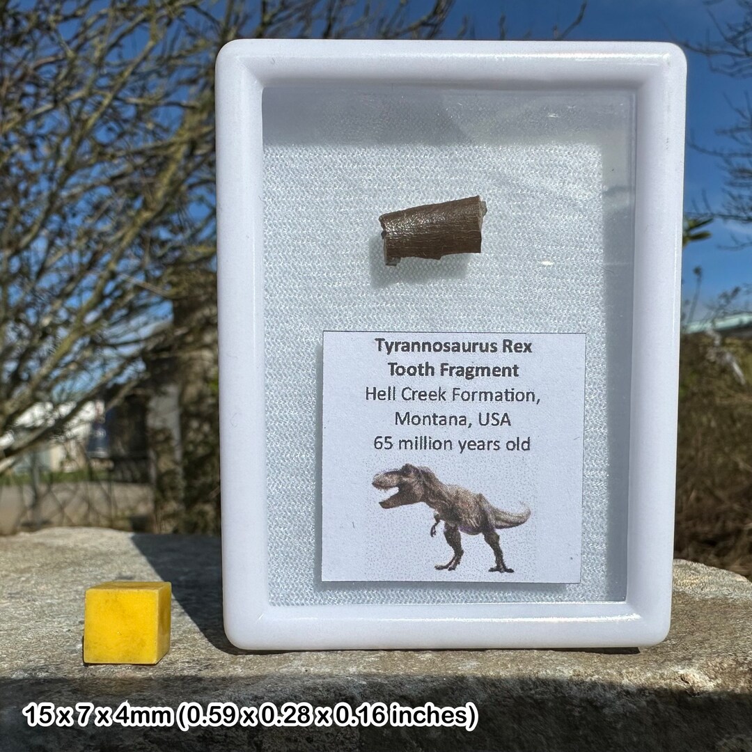 Genuine Rare Tyrannosaurus Rex Tooth t-rex Partial Fossil. Hill Creek ...