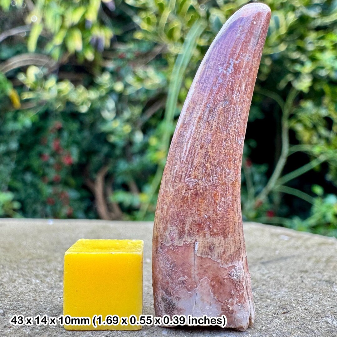 Suchomimus spinosaur Dinosaur Tooth Fossil Cretaceous, Elrhaz Formation ...