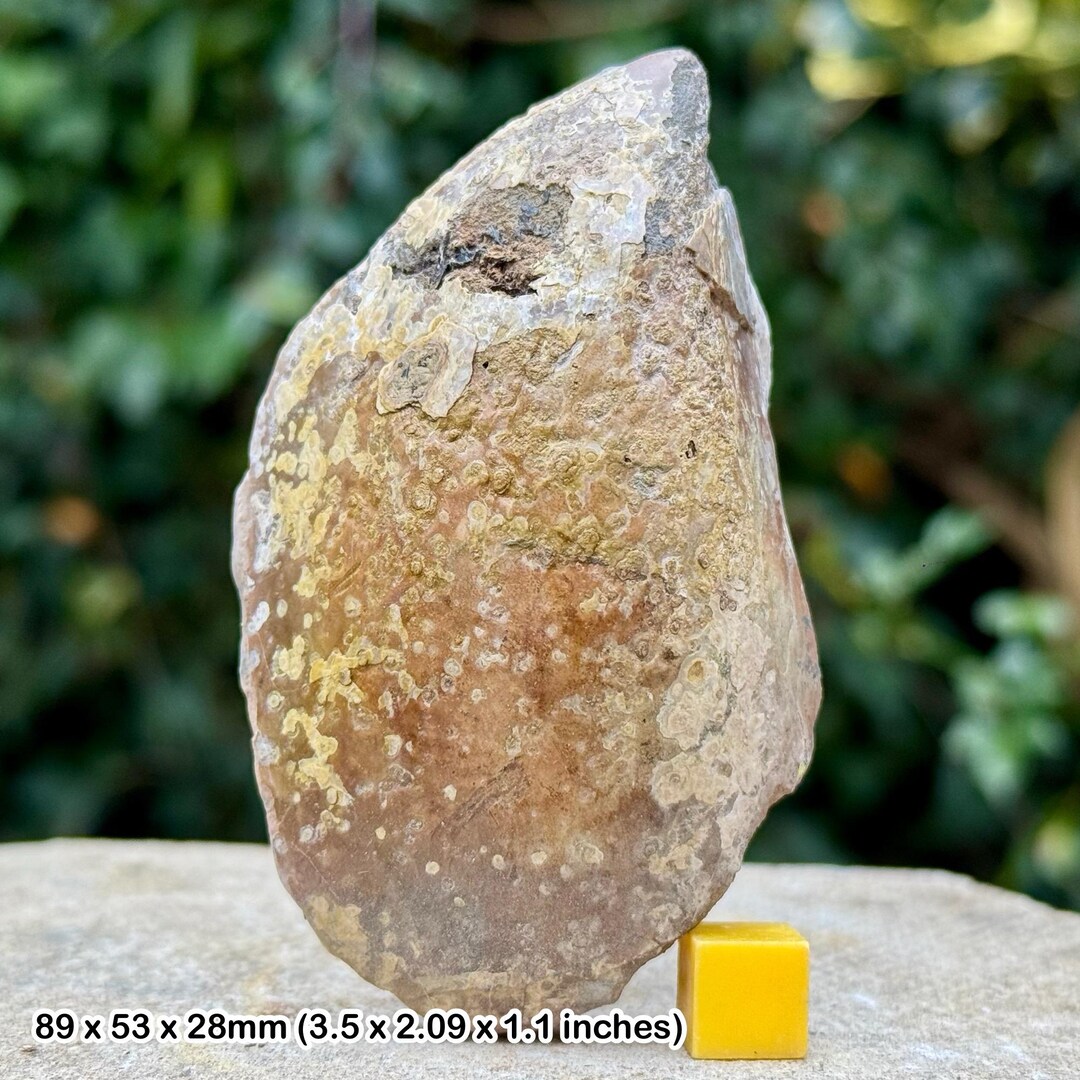 Rare Inoceramus Sp Fossil Bivalve – Middle Lias, Lower Sinemurian ...