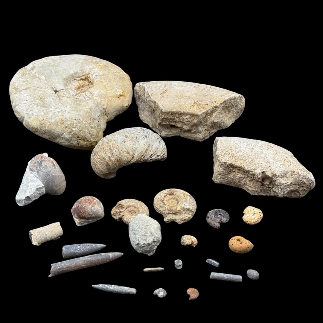 1kg British Fossil Mix - 24 X Jurassic Fossils From Dorset & Somerset ...