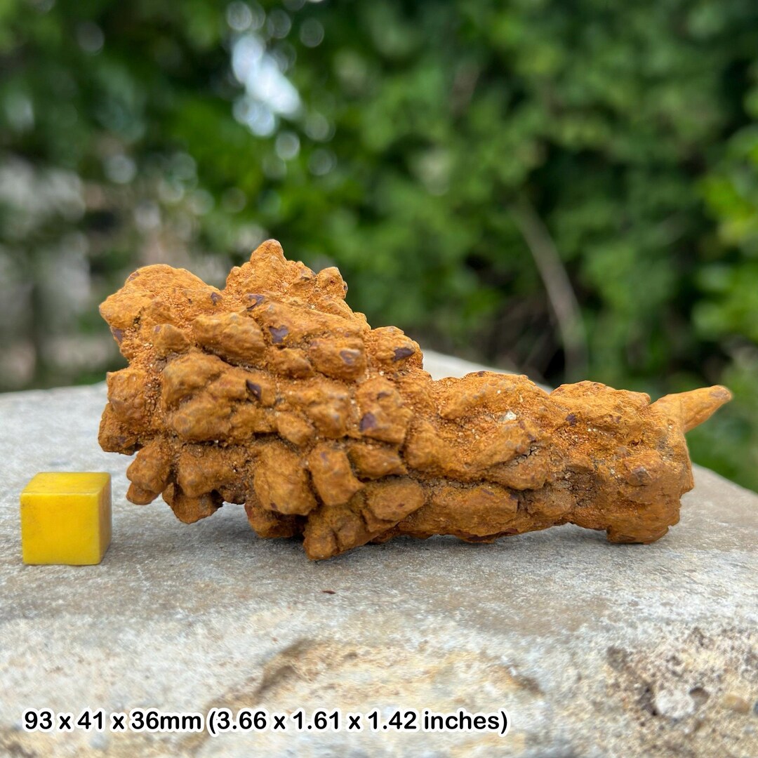 Turtle Coprolite Fossil (poo), Eocene Age, Madagascar, Genuine Fossil W ...