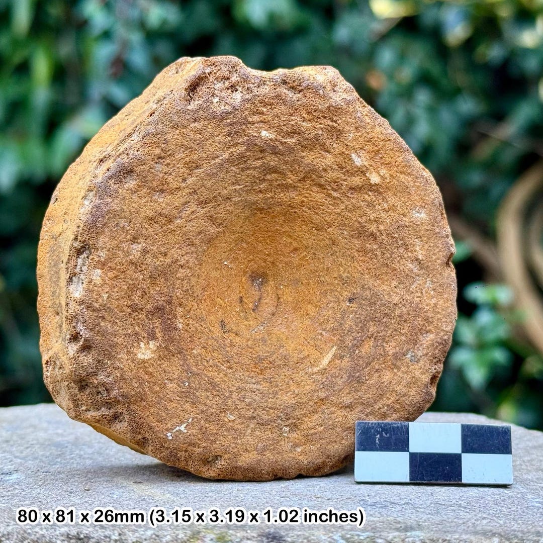 Rare Ichthyosaur Vertebra Bone Fossil – Kimmeridge Clay, Jurassic ...