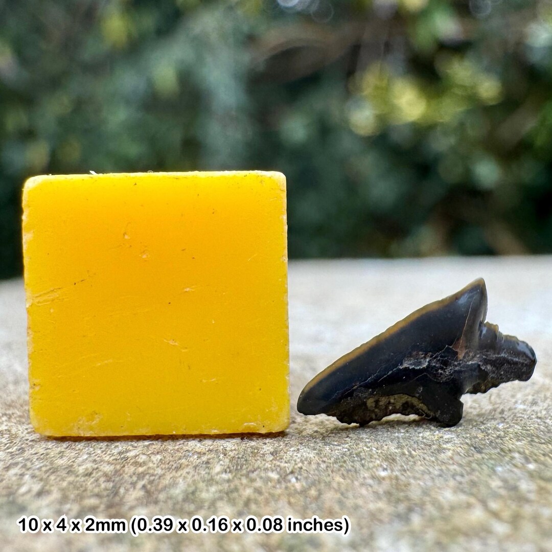 Rare: Megasqualus Sp. British Eocene Shark Tooth, Woolwich Beds ...