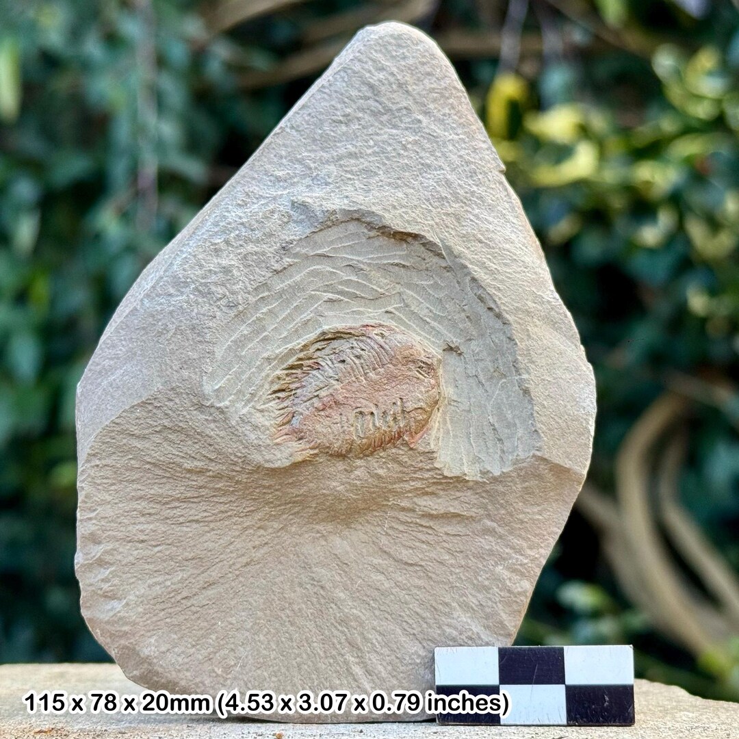Asaphid Trilobite Fossil - Fezouata Formation, Ordovician Morocco ...